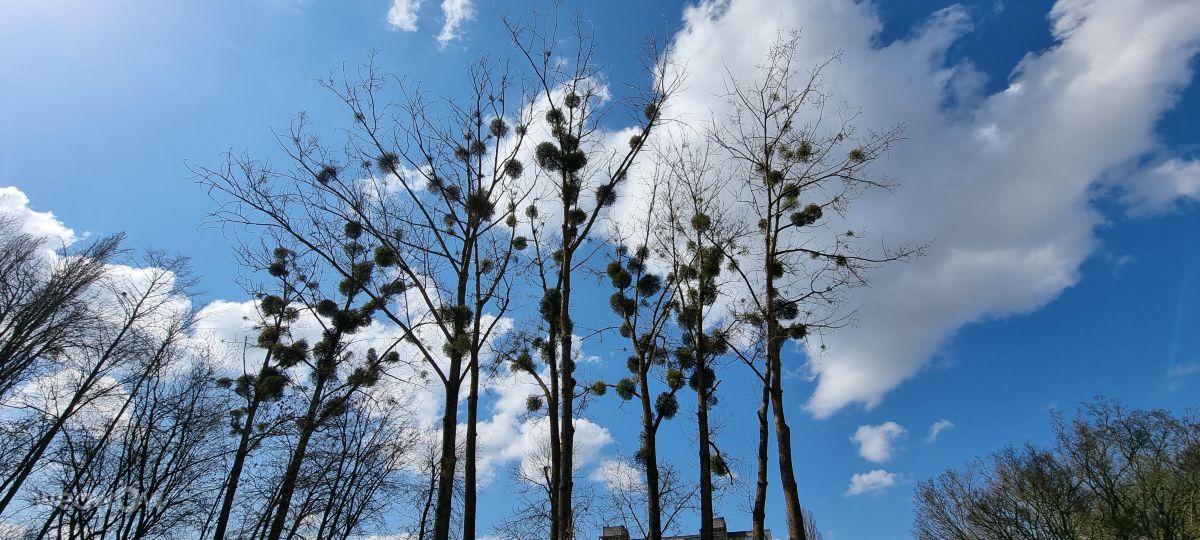 Photographer Kuzu420, Weather Photos in Dainava (Kaunas) - Weawow