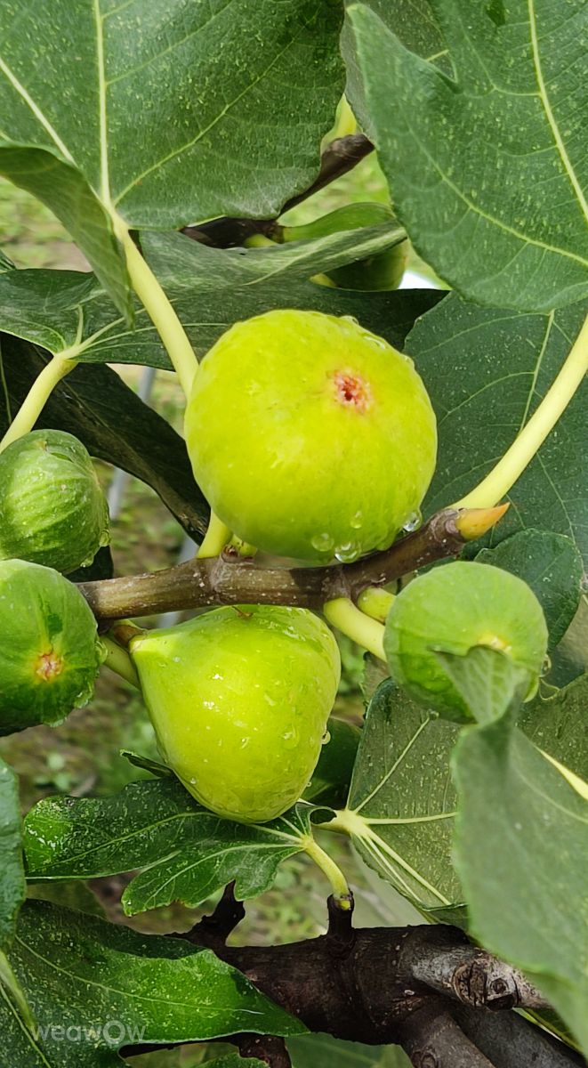 Bezdan Србија, Прогноза времена за 14 дана, Радар & Фотографије - Weawow