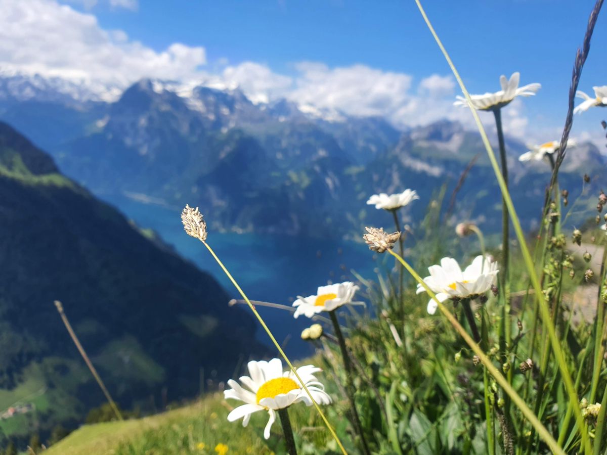 Swiss Alps Switzerland, 14 days Weather forecast, Radar & Photos - Weawow