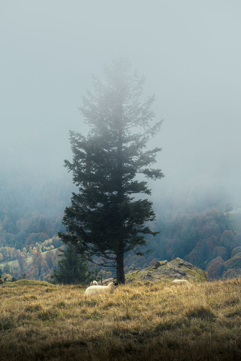 Black Forest Germany, 14 days Weather forecast, Radar & Photos - Weawow