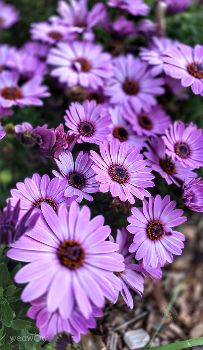 Fotógrafo Jibin, Fotos sobre el clima en Sídney - Weawow