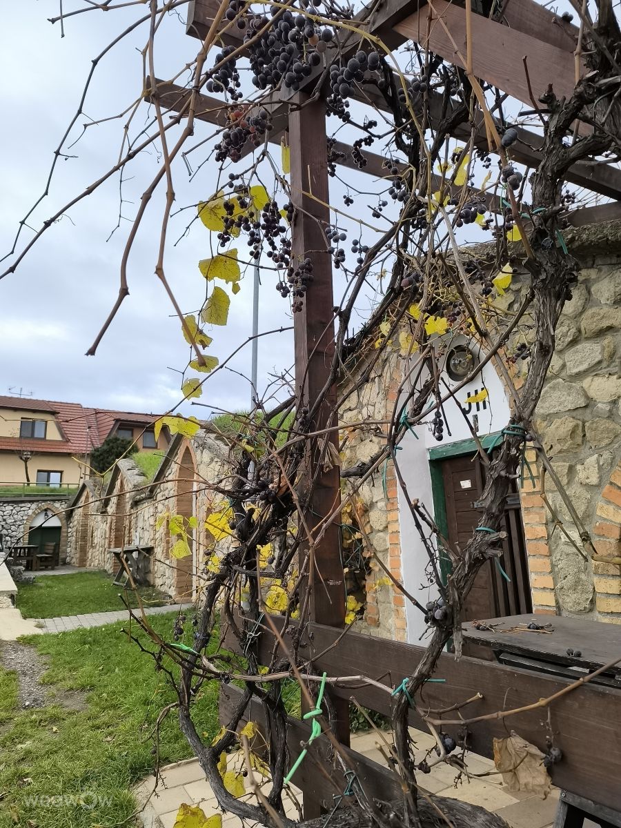 Photographer ZloBr, Weather Photos in Vrbice - Weawow