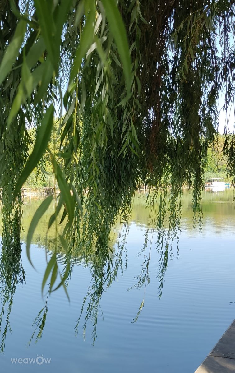 Bezdan Србија, Прогноза времена за 14 дана, Радар & Фотографије - Weawow