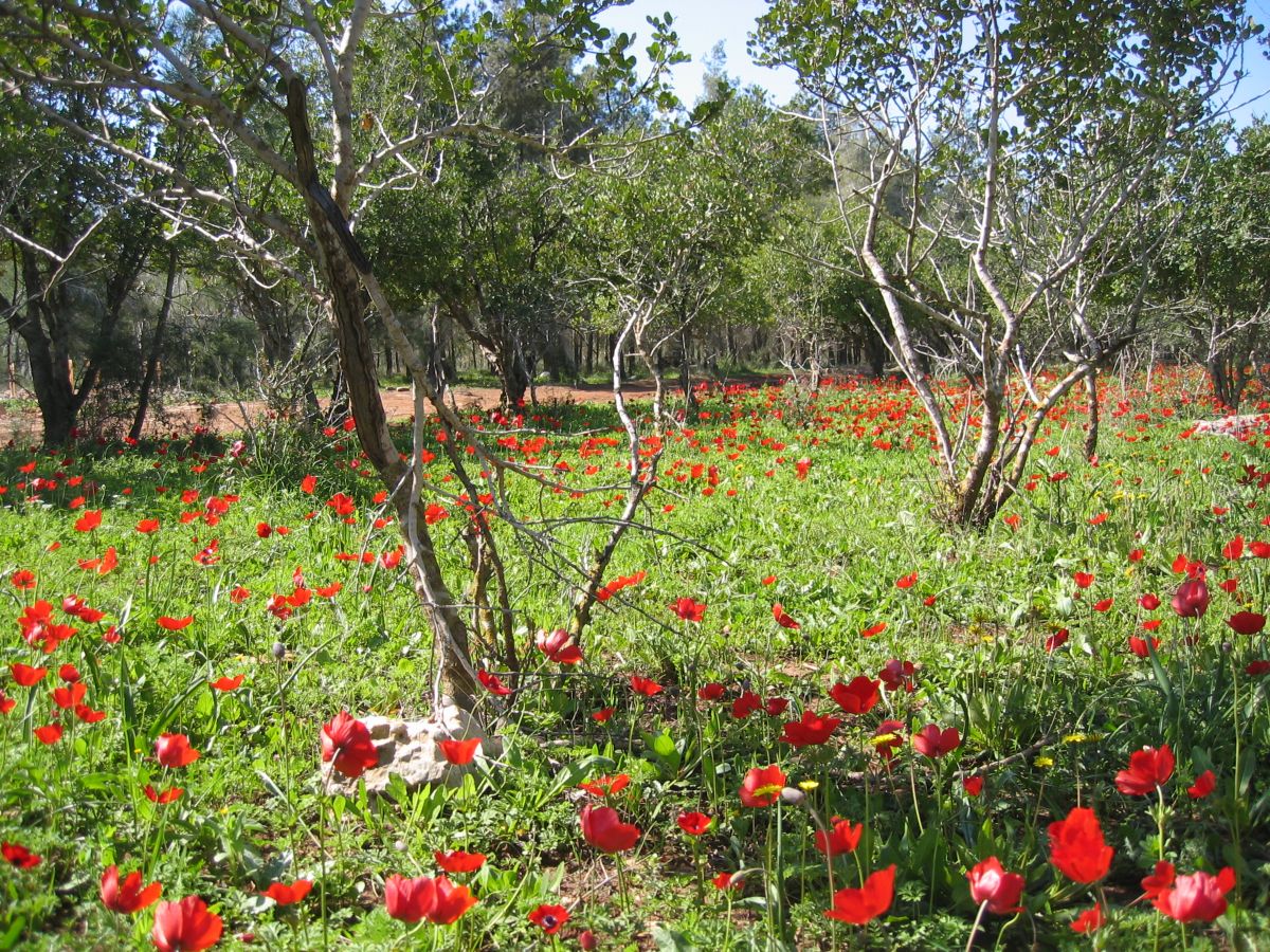 Nhiếp ảnh gia Sviatoslav, Hình ảnh Thời tiết ở Nahshonim - Weawow