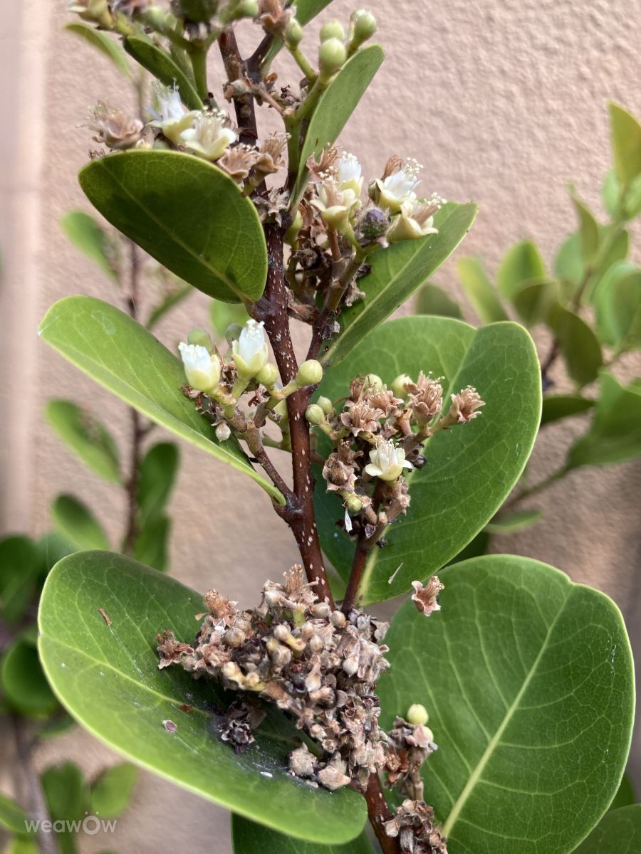 Weawow - Weather forecast & Photos