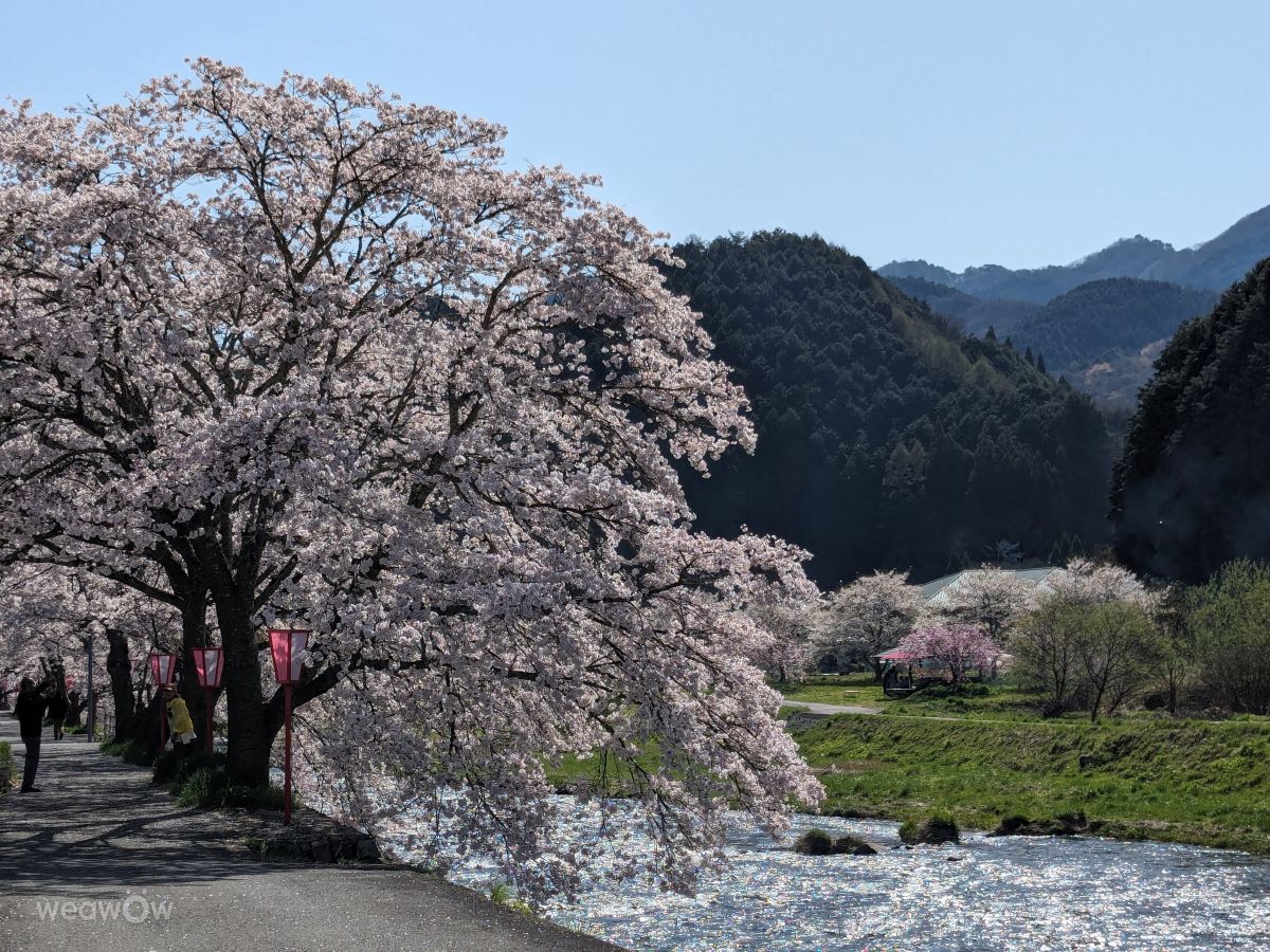 Mikamo's Cherry Blossoms Japan, 14 days Weather forecast, Radar ...