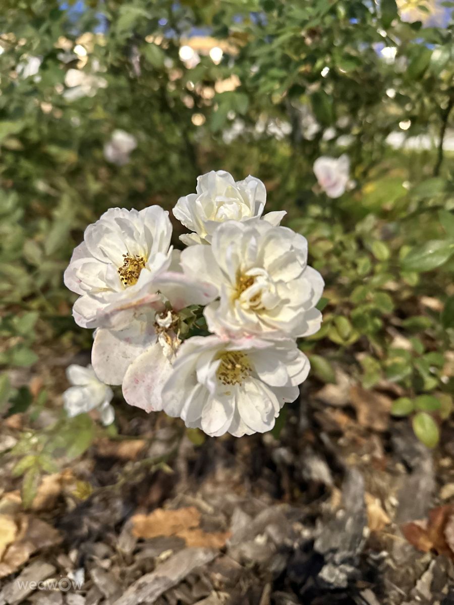 写真家 Ritha、Sparrow Hillsの天気写真 - Weawow