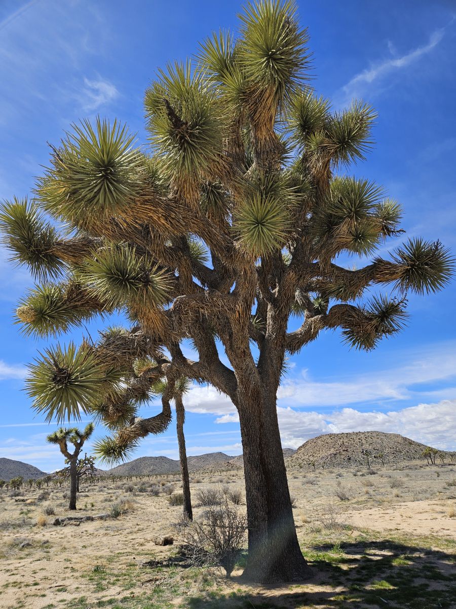 Joshua Tree National Park United States, 14 days Weather forecast ...