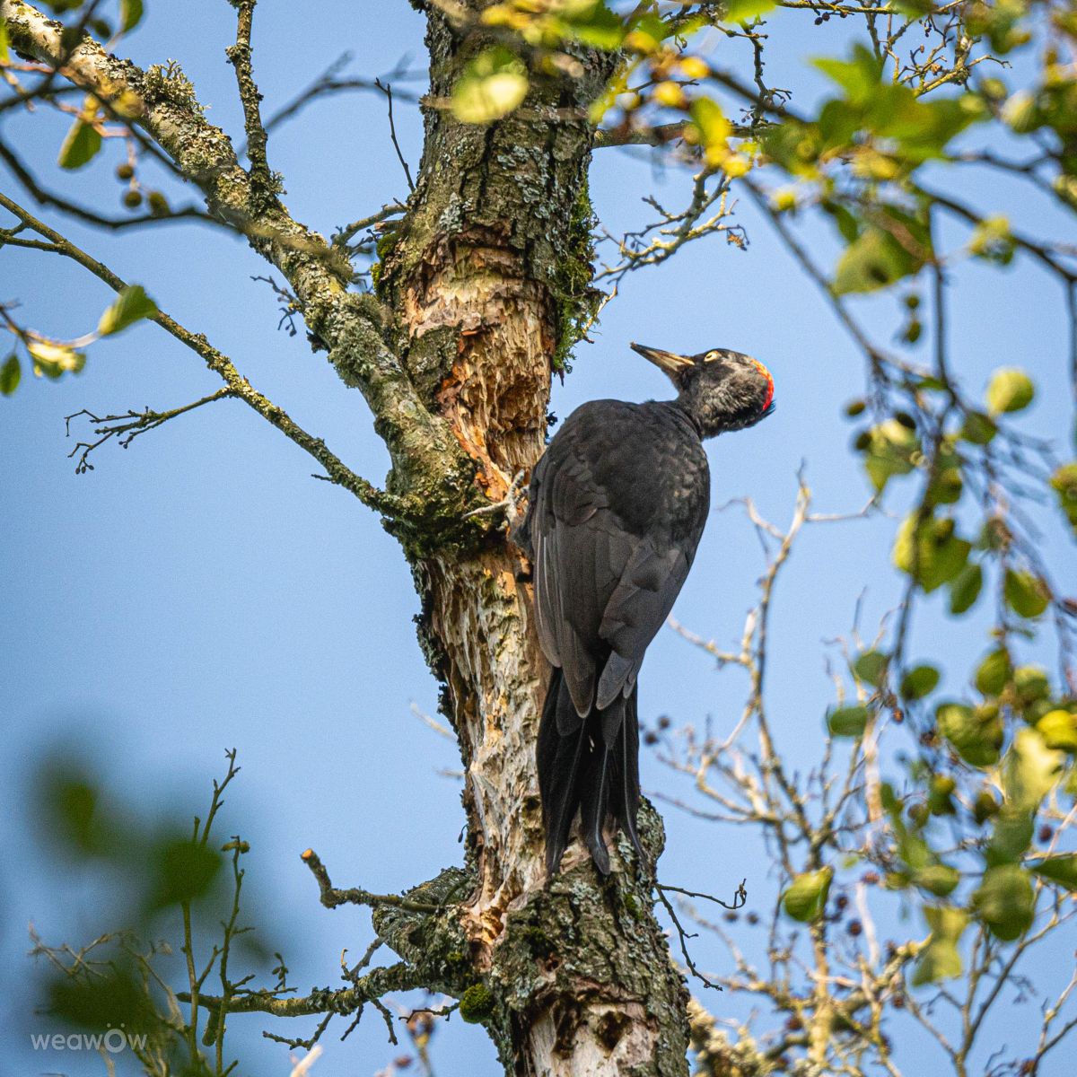 Photographer Grzegorz Jakacki, Weather Photos in Kruklanki - Weawow