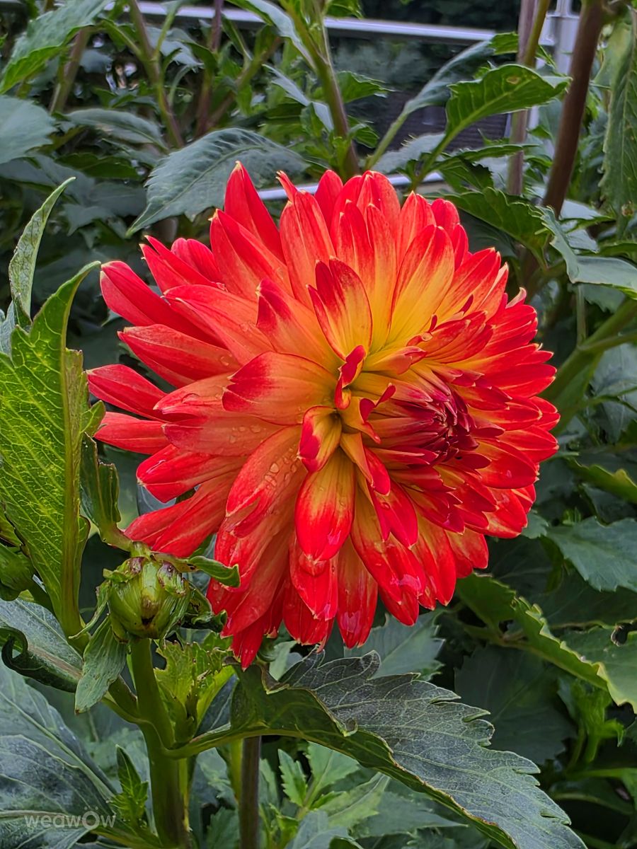 Photographer Seni, Weather Photos in Velbert - Weawow