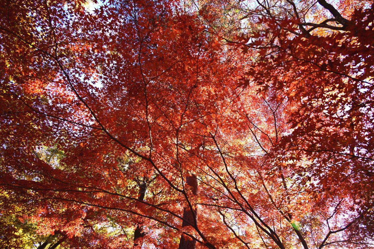 Fotógrafo yoshy, Fotos sobre el clima en Hiki-gun - Weawow
