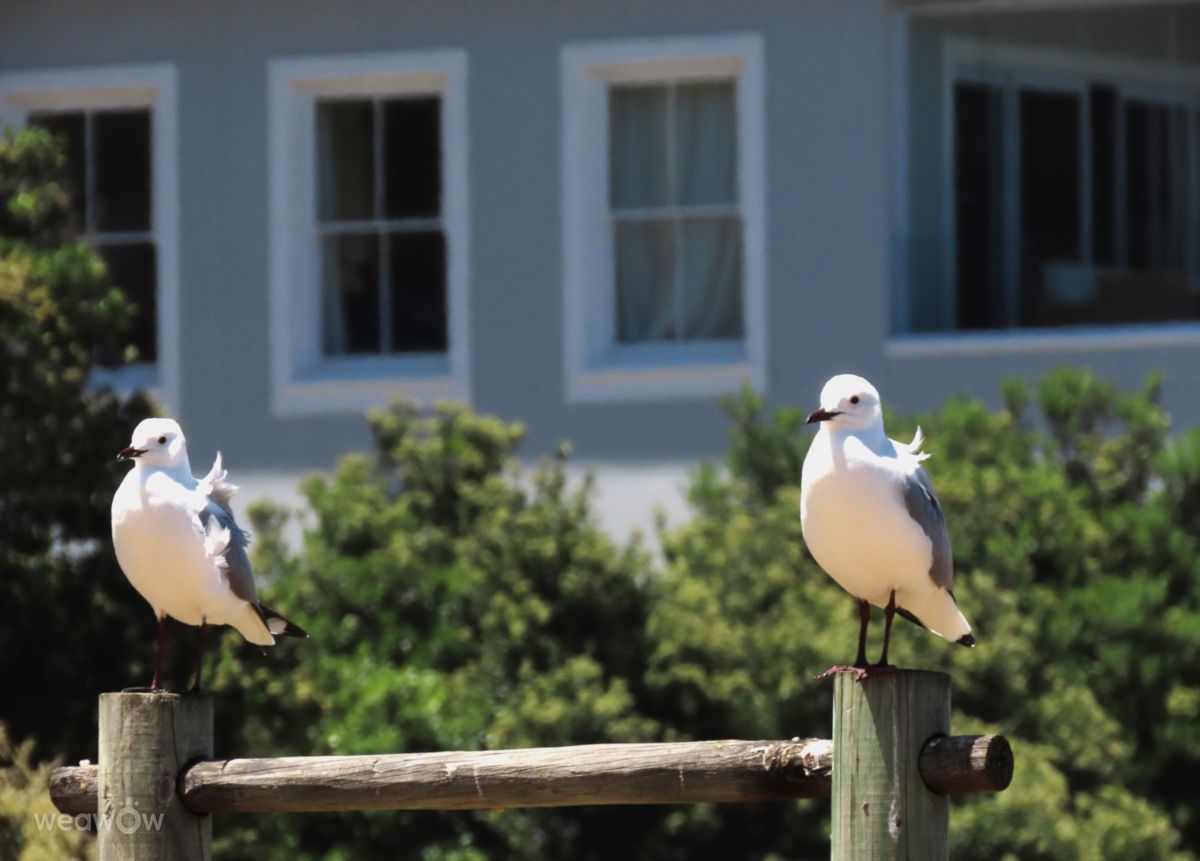Photographer Step_Gently, Weather Photos in Hermanus - Weawow