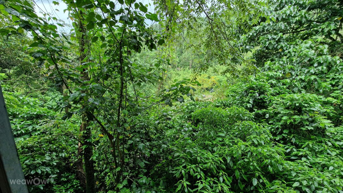 Wayanad India, 14 days Weather forecast, Radar & Photos - Weawow