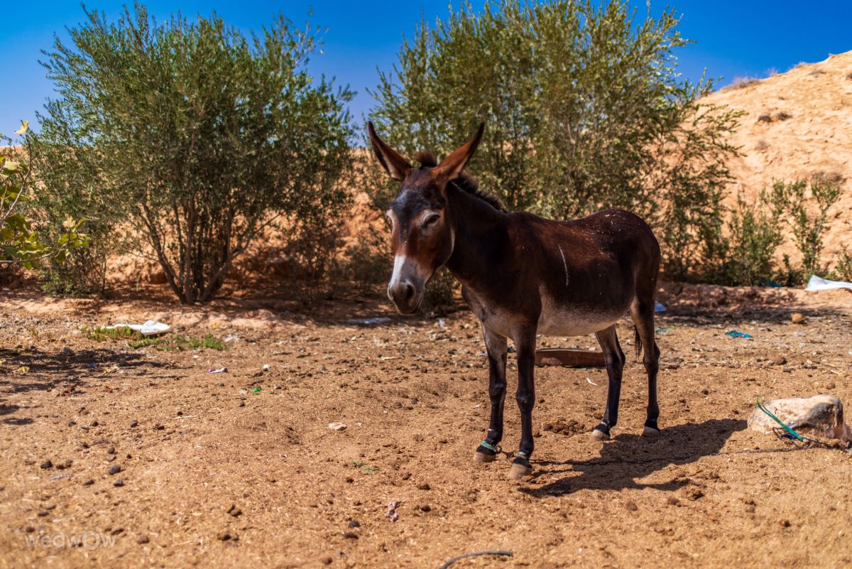 Fotógrafo czach, Fotos sobre el clima en Matmata - Weawow