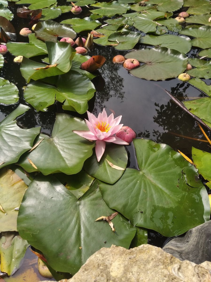 Photographe Andrei_Sh, Photos météo à Lipetsk - Weawow