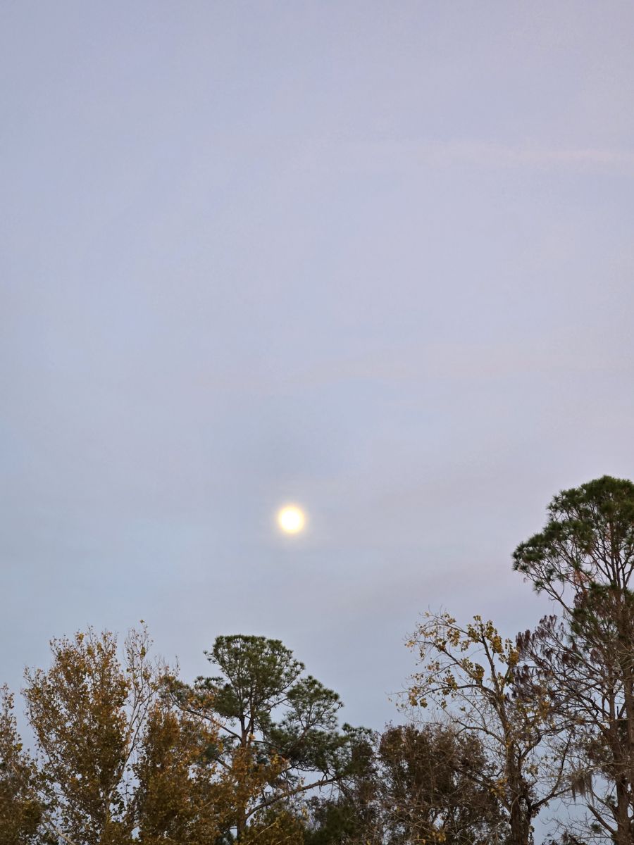 Photographer davidallport, Weather Photos in Live Oak - Weawow