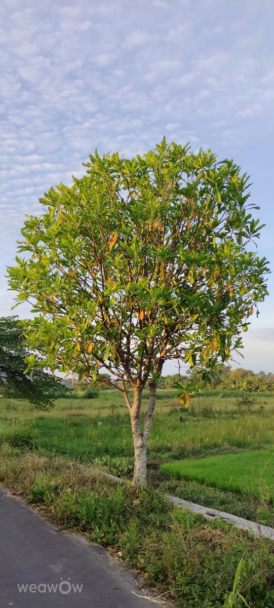 Yogyakarta Indonesia, Prakiraan cuaca untuk 14 hari, Radar & Foto - Weawow