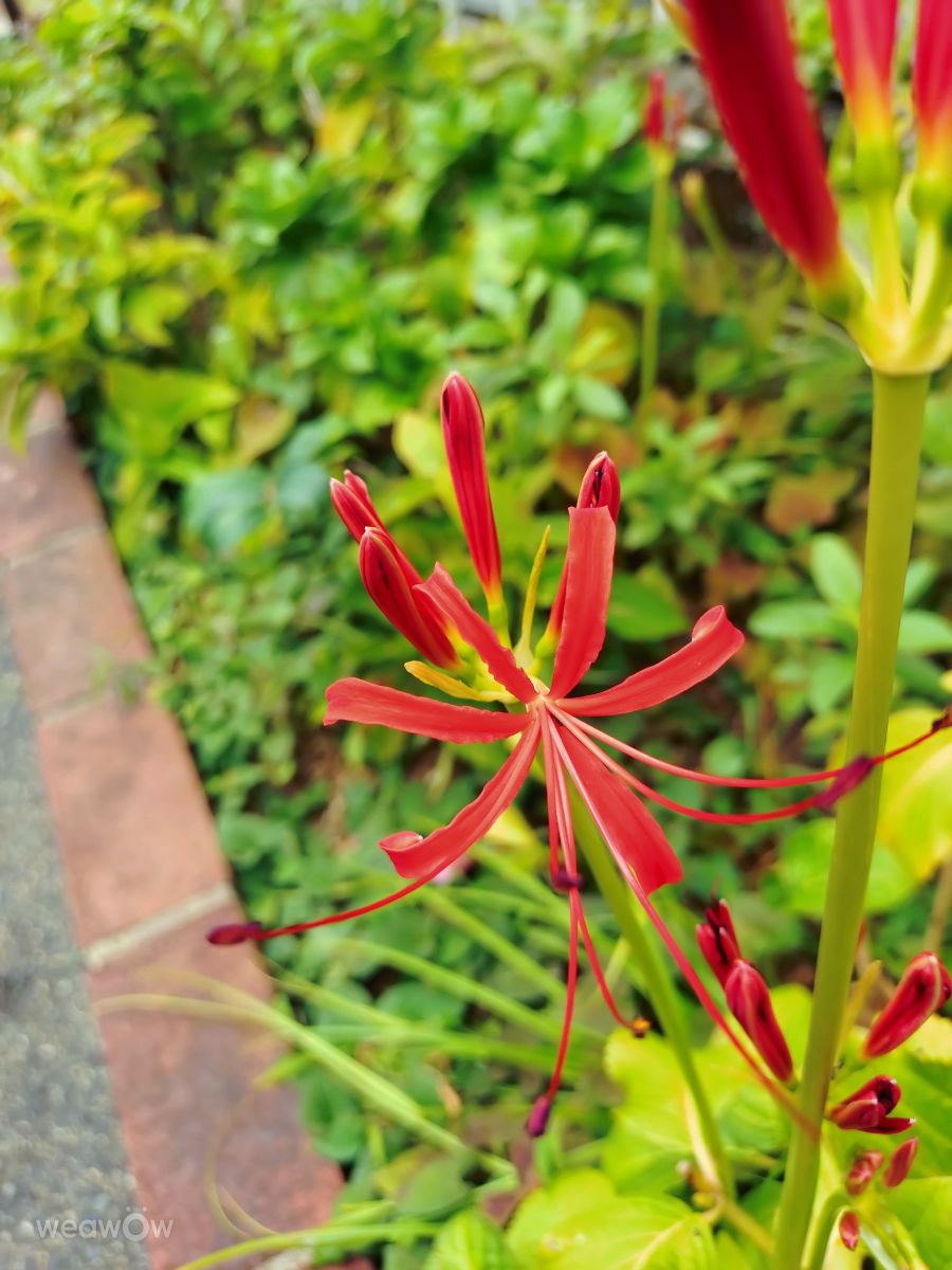 摄影师 kon__miyuki，Nada Ward的天气照片 - Weawow