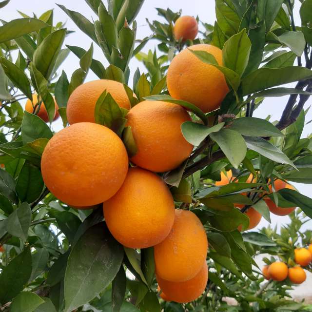 Akora Khattak Pakistan, 14 days Weather forecast, Radar & Photos - Weawow