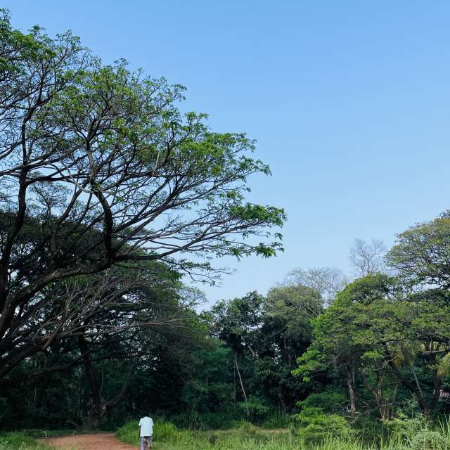 Dambulla Sri Lanka, 14 days Weather forecast, Radar & Photos - Weawow