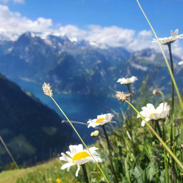 Swiss Alps Switzerland, 14 days Weather forecast, Radar & Photos - Weawow
