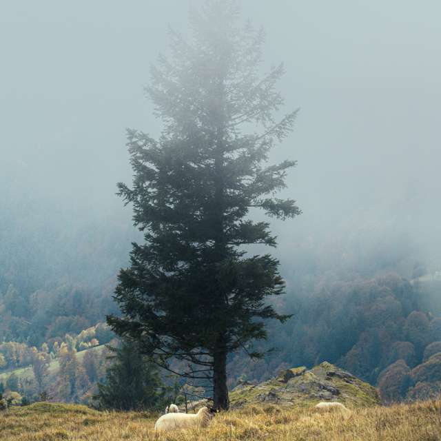 Black Forest Germany, 14 days Weather forecast, Radar & Photos - Weawow