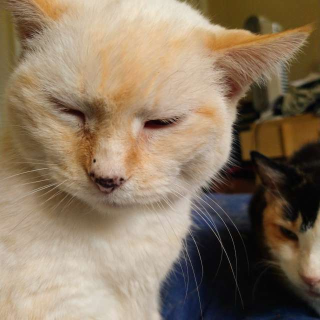 Weawow - Weather forecast & Photos