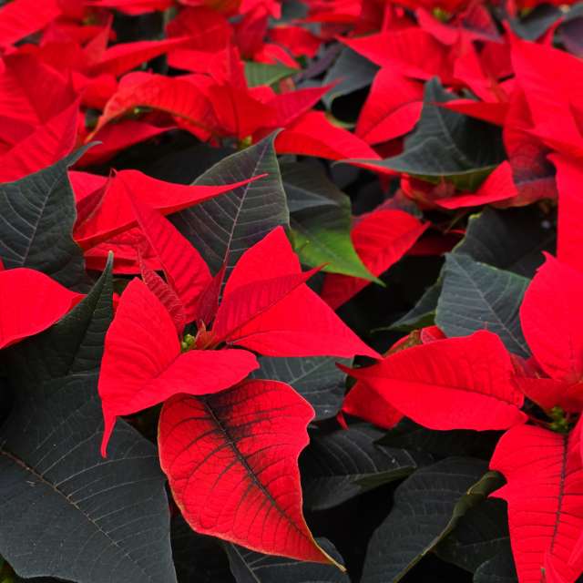 Velbert Germany, Previsió meteorològica de 14 dies, Radar & Fotografies ...