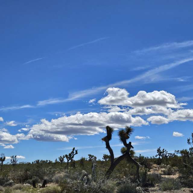 Joshua Tree National Park United States, 14 days Weather forecast ...