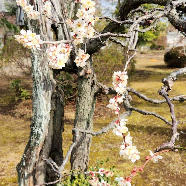 Kanto region Japan, 14 days Weather forecast, Radar & Photos - Weawow