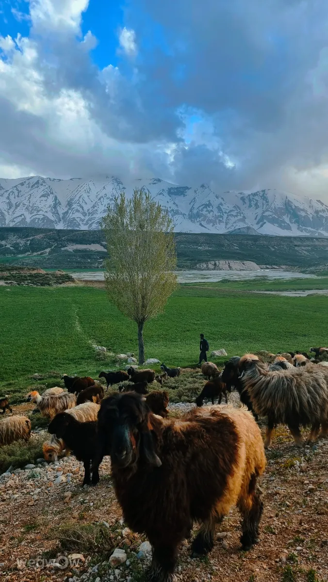 Iran، 14 روز پیش بینی آب و هوا، رادار & عکسها - Weawow