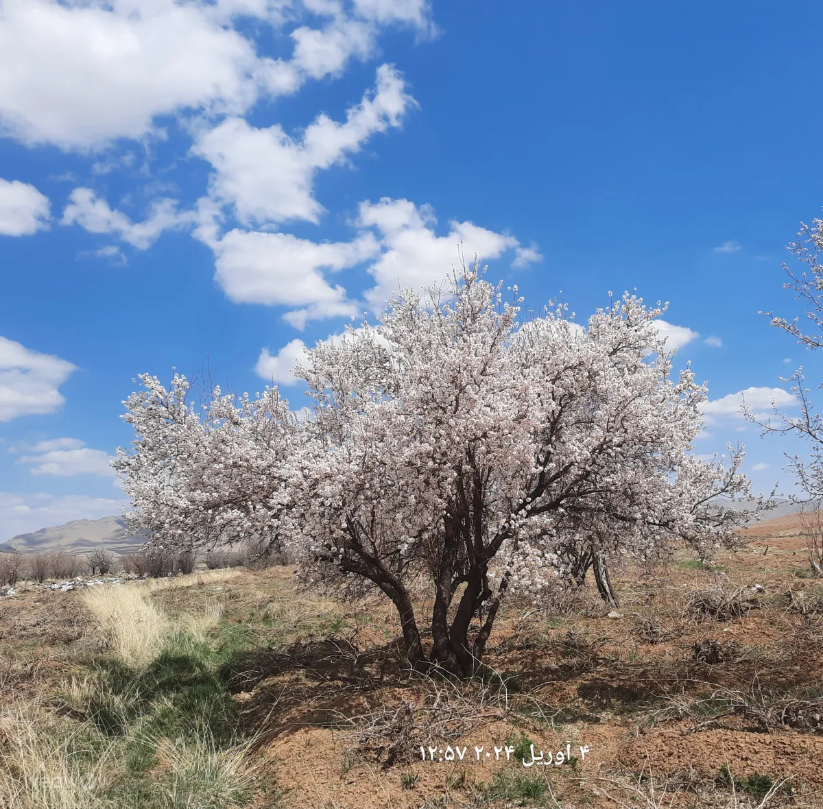 Iran، 14 روز پیش بینی آب و هوا، رادار & عکسها - Weawow