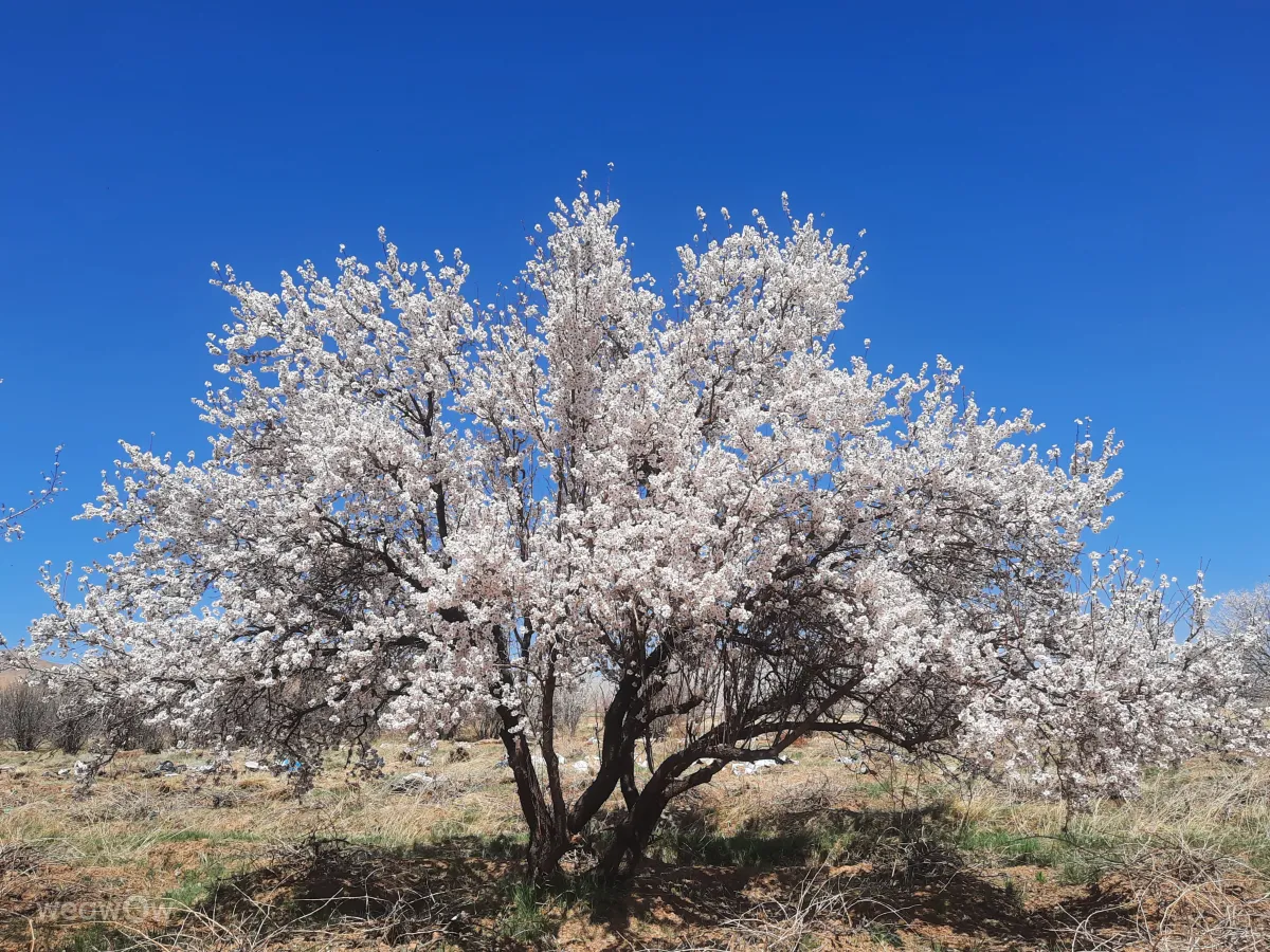 Iran، 14 روز پیش بینی آب و هوا، رادار & عکسها - Weawow