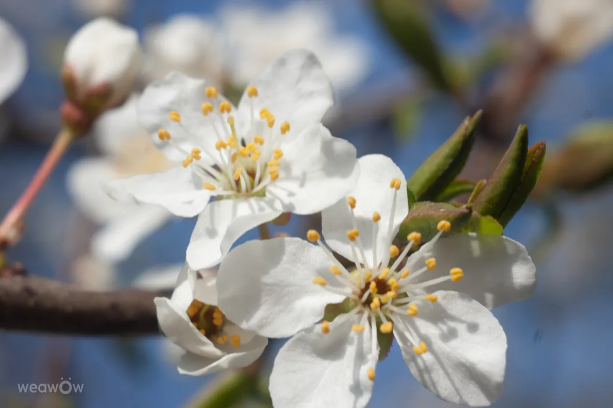 Europa , Prognoza meteo pentru 14 zile, Radar & Fotografii - Weawow
