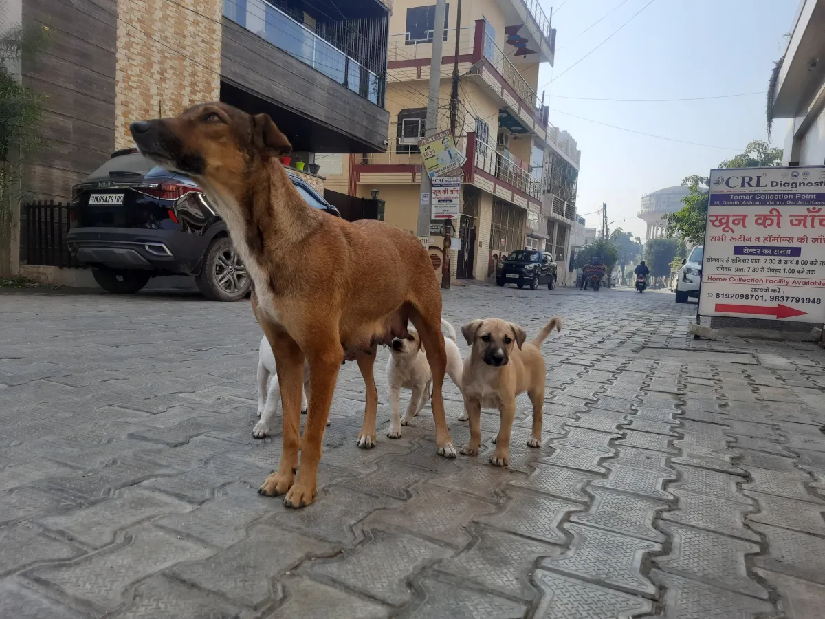 Uttarakhand India, 14 days Weather forecast, Radar & Photos - Weawow