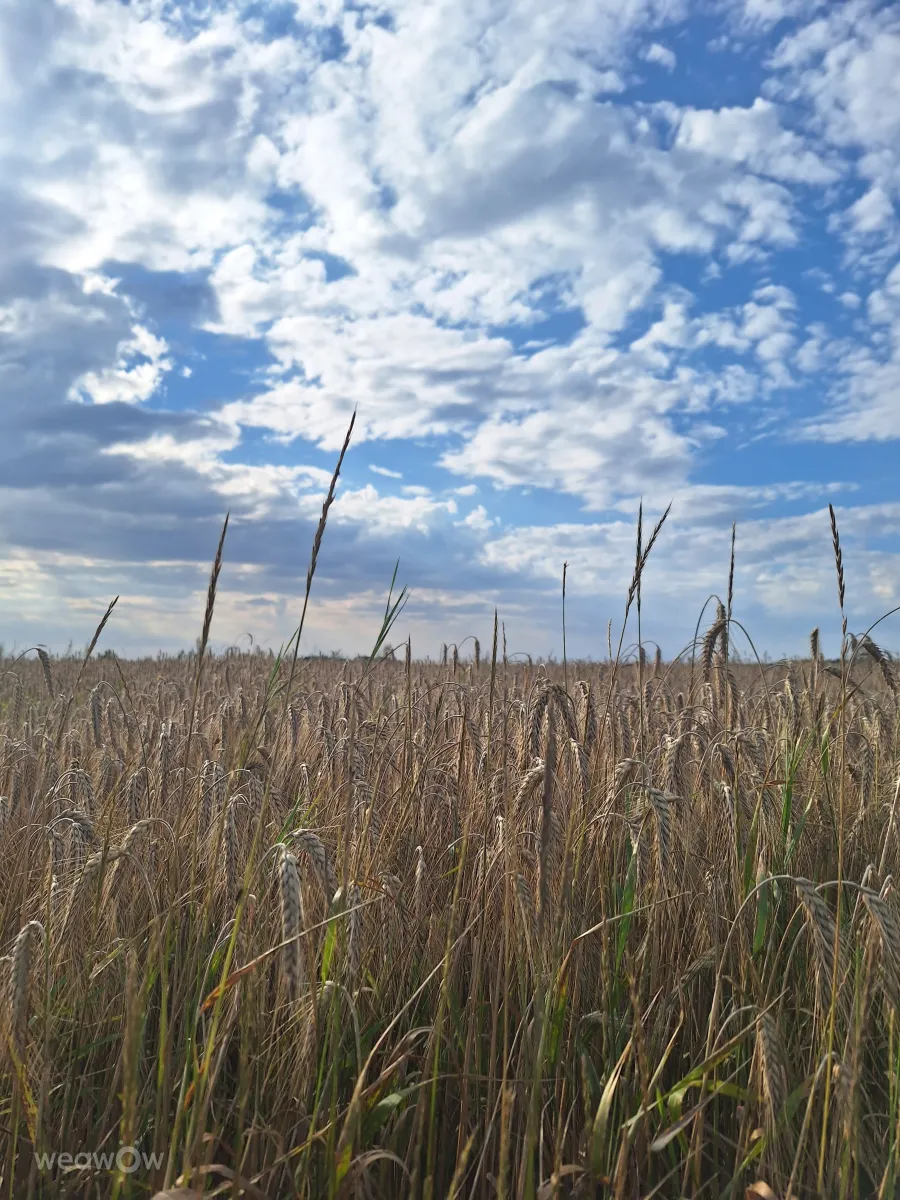 Europa , Prognoza meteo pentru 14 zile, Radar & Fotografii - Weawow