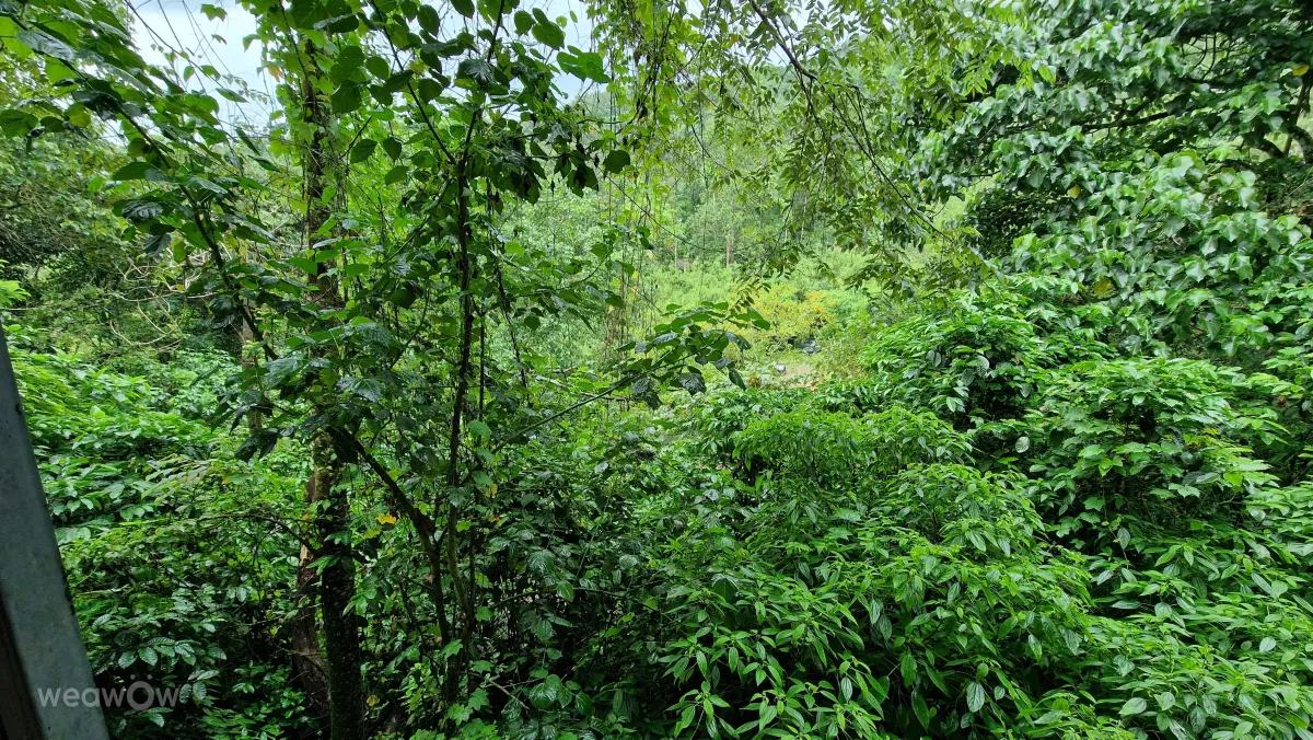 Wayanad district India, 14 days Weather forecast, Radar & Photos - Weawow