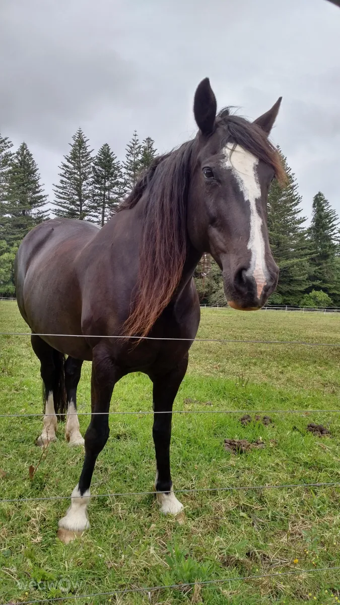 Norfolk Island Norfolk Island, 14 days Weather forecast, Radar & Photos ...